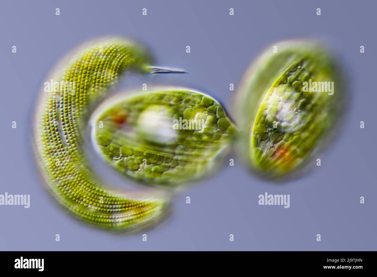Phacus and Lepocinclis freshwater protists, light micrograph Stock ...