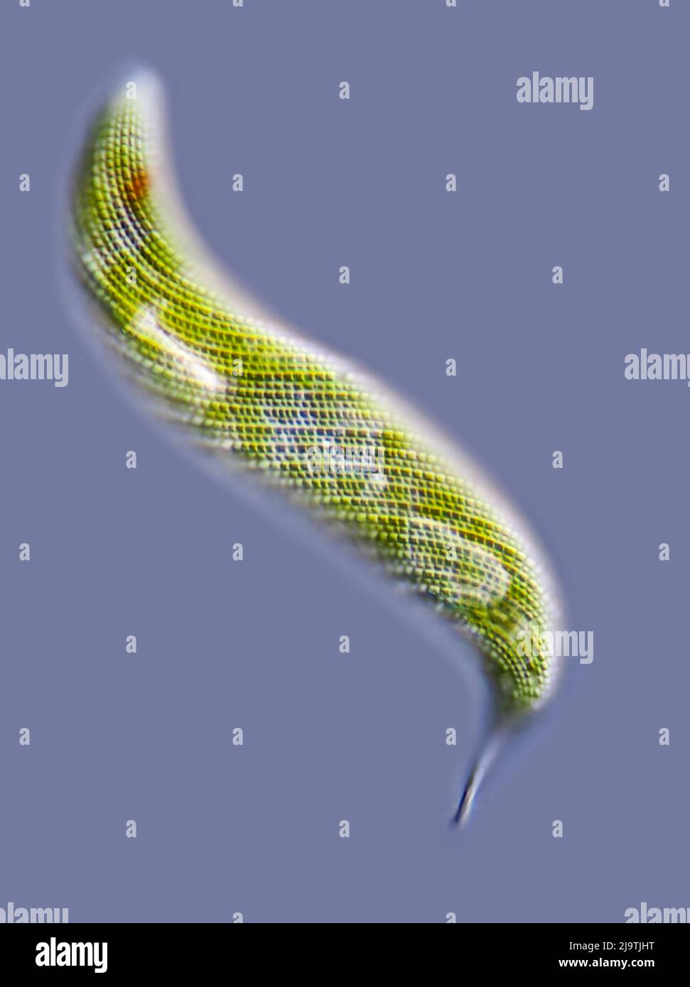 Lepocinclis freshwater protist, light micrograph Stock Photo - Alamy