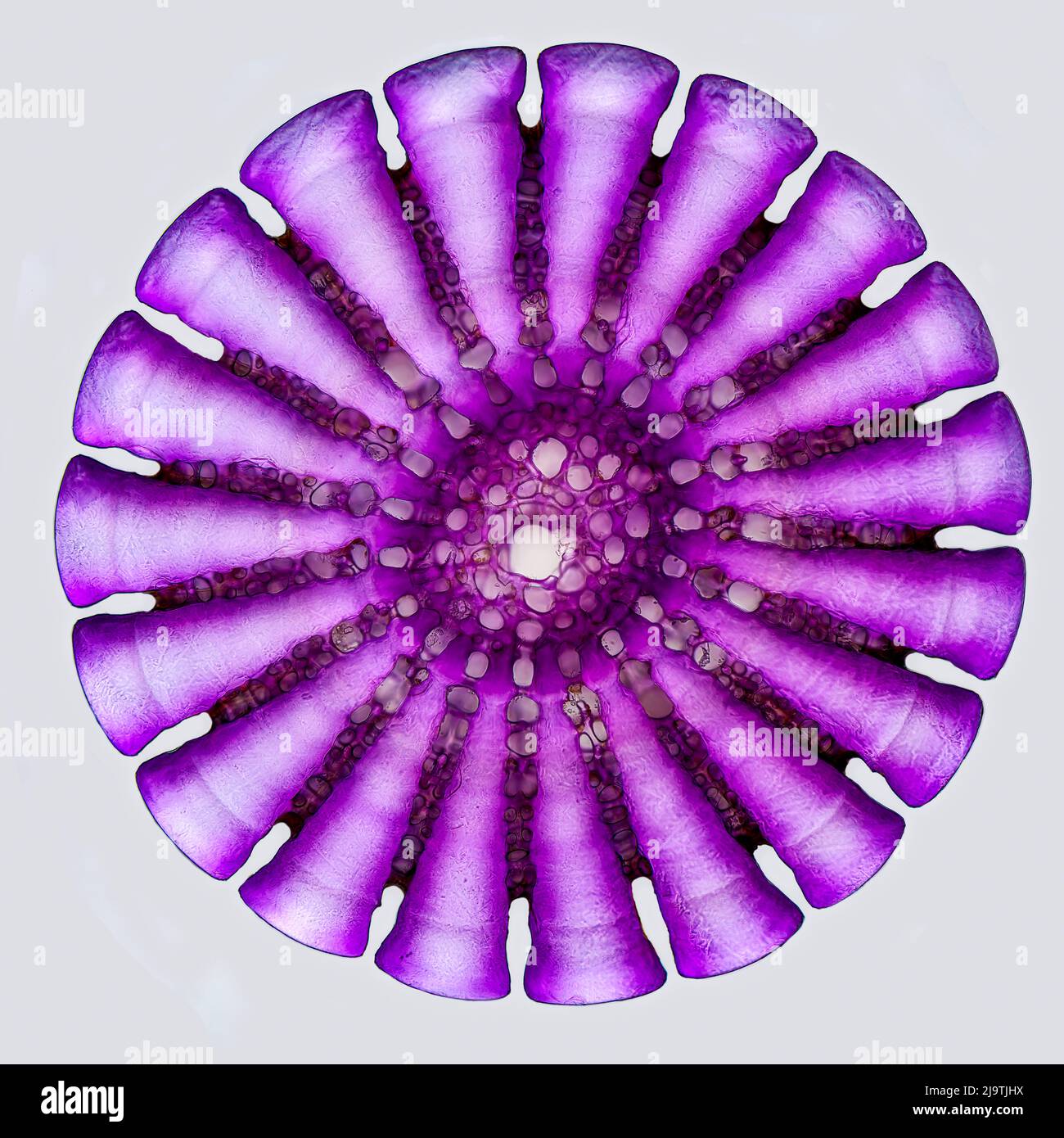 Sea urchin spine, light micrograph Stock Photo - Alamy