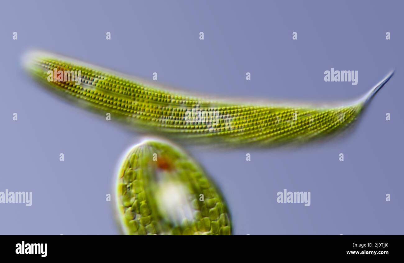 Phacus and Lepocinclis freshwater protists, light micrograph Stock ...