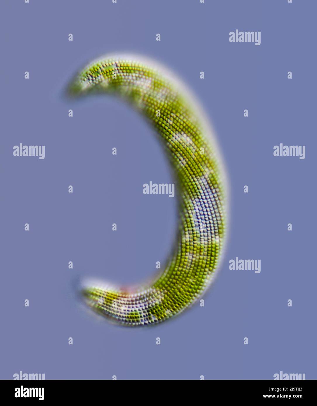 Lepocinclis freshwater protist, light micrograph Stock Photo - Alamy