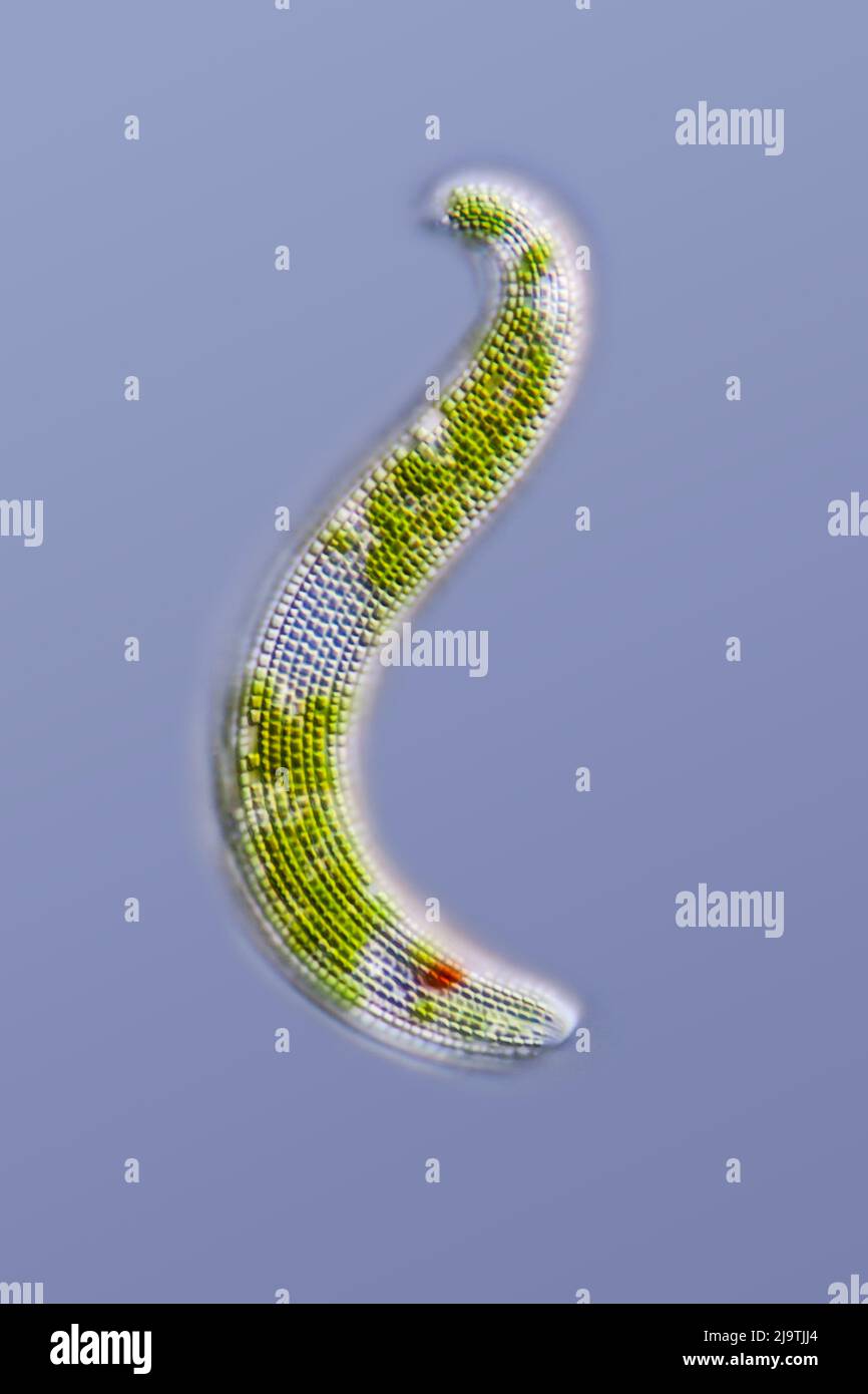 Lepocinclis freshwater protist, light micrograph Stock Photo - Alamy