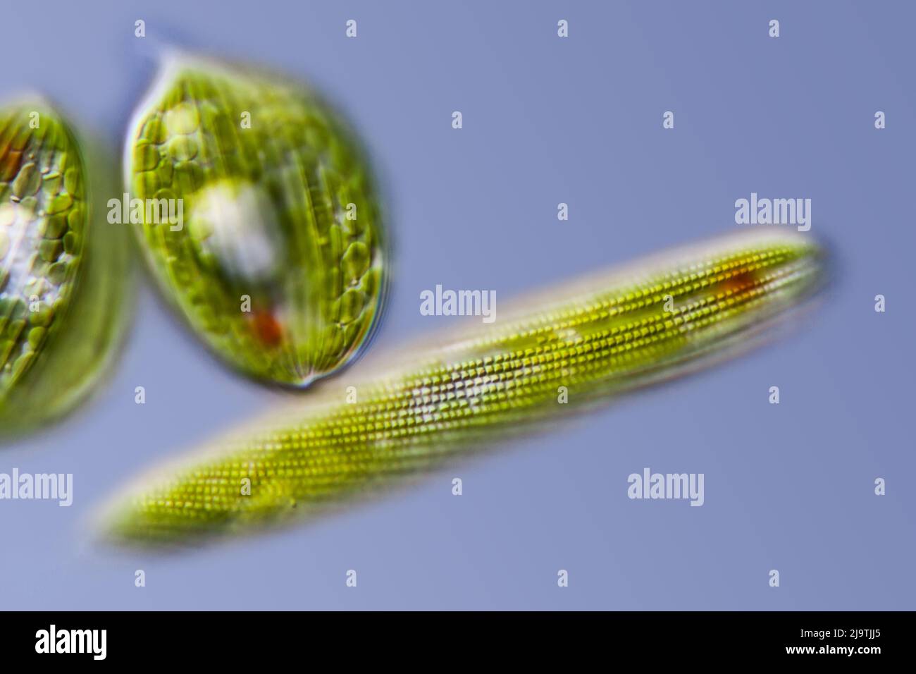 Phacus and Lepocinclis freshwater protists, light micrograph Stock ...