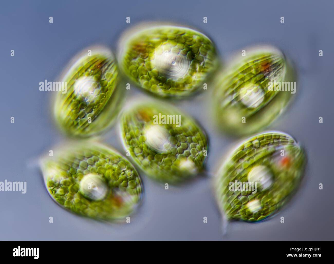 Phacus sp. protists, light micrograph Stock Photo - Alamy