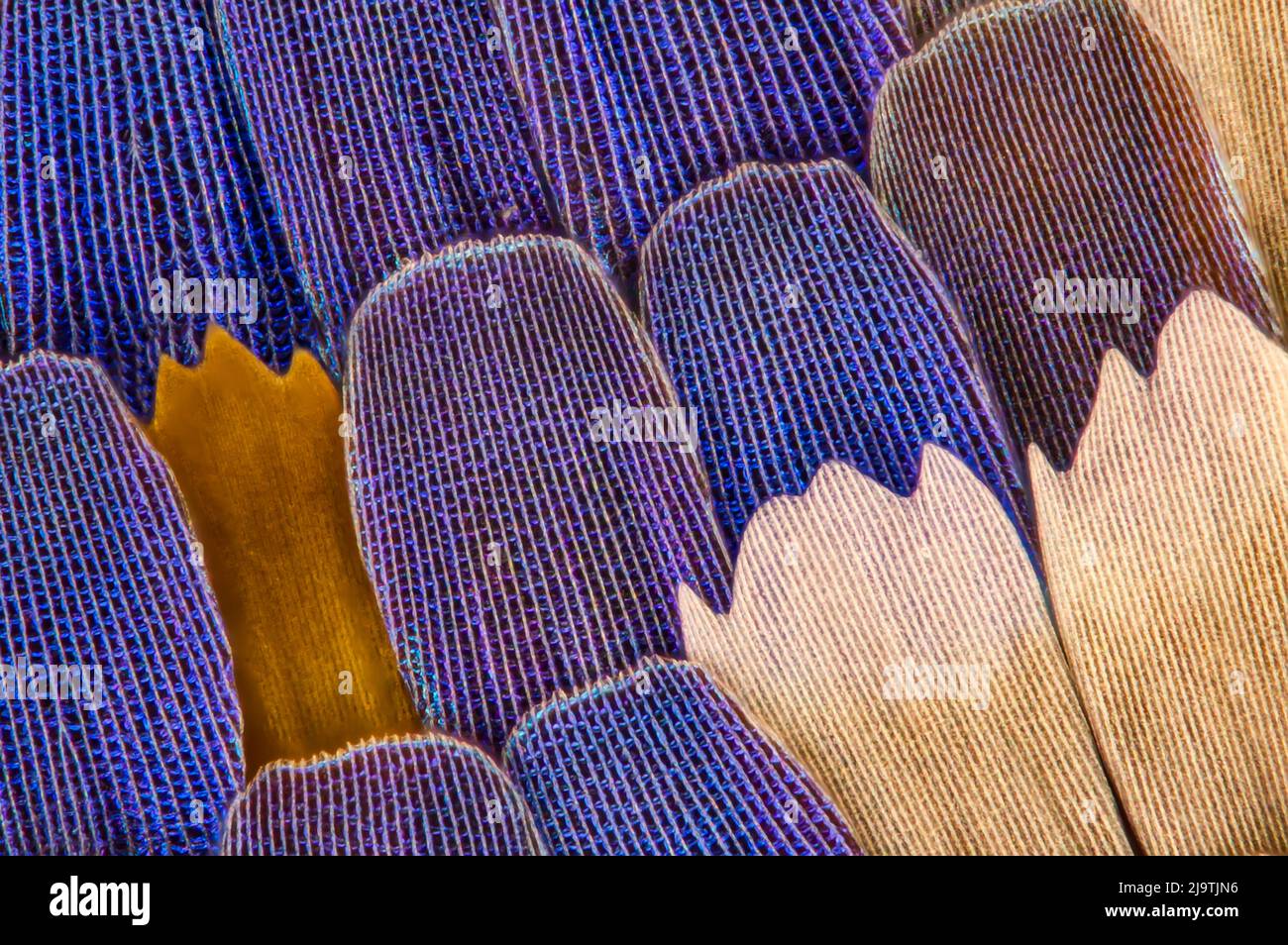 Swallowtail butterfly wing scales, light micrograph Stock Photo - Alamy