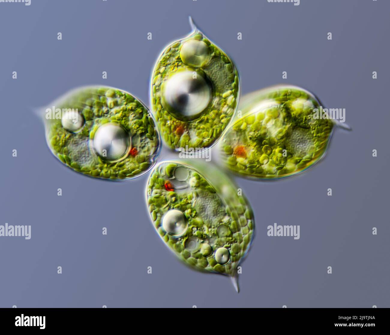 Phacus sp. protists, light micrograph Stock Photo - Alamy