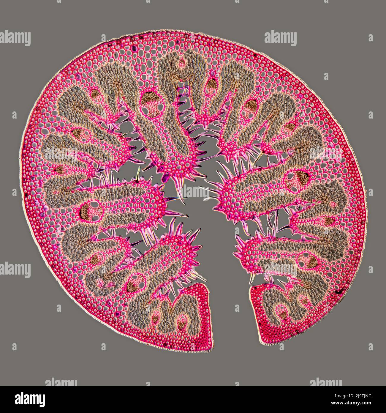 Marram grass, light micrograph Stock Photo - Alamy