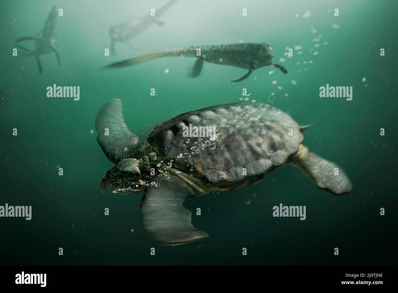 Archelon prehistoric sea turtle, illustration Stock Photo - Alamy