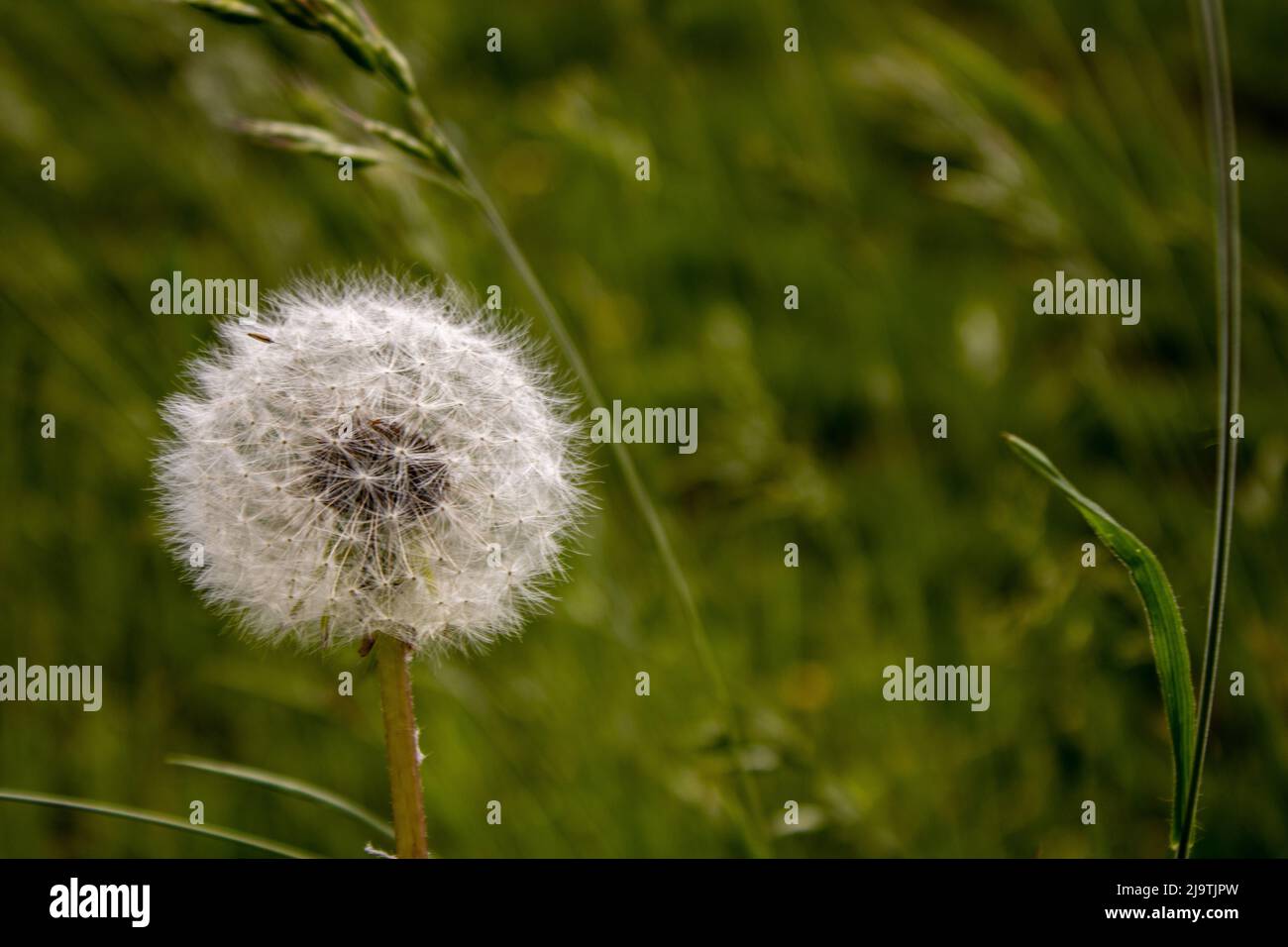 Dandelion in wind, dandelion moved by wind with other plants background ...