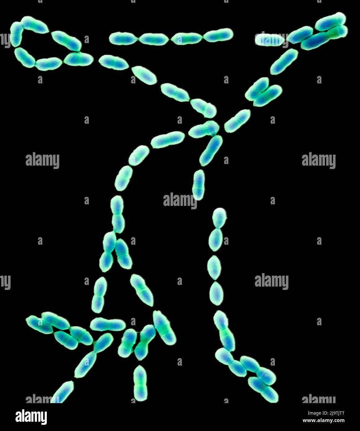 Cultured oral bacteria, SEM Stock Photo - Alamy