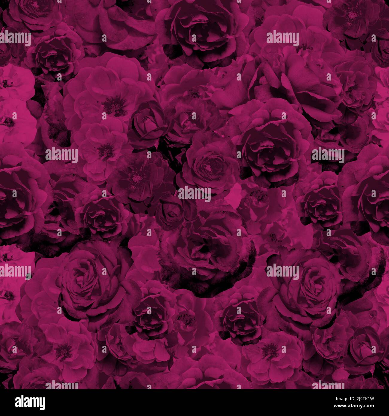 Seamless pattern with flowers of roses. Burgundy saturated background ...