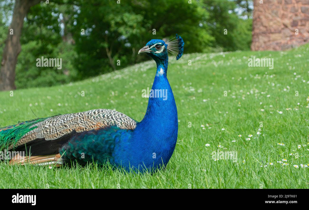 This is the stunning peacock that is based at Powis Castle in mid Wales ...