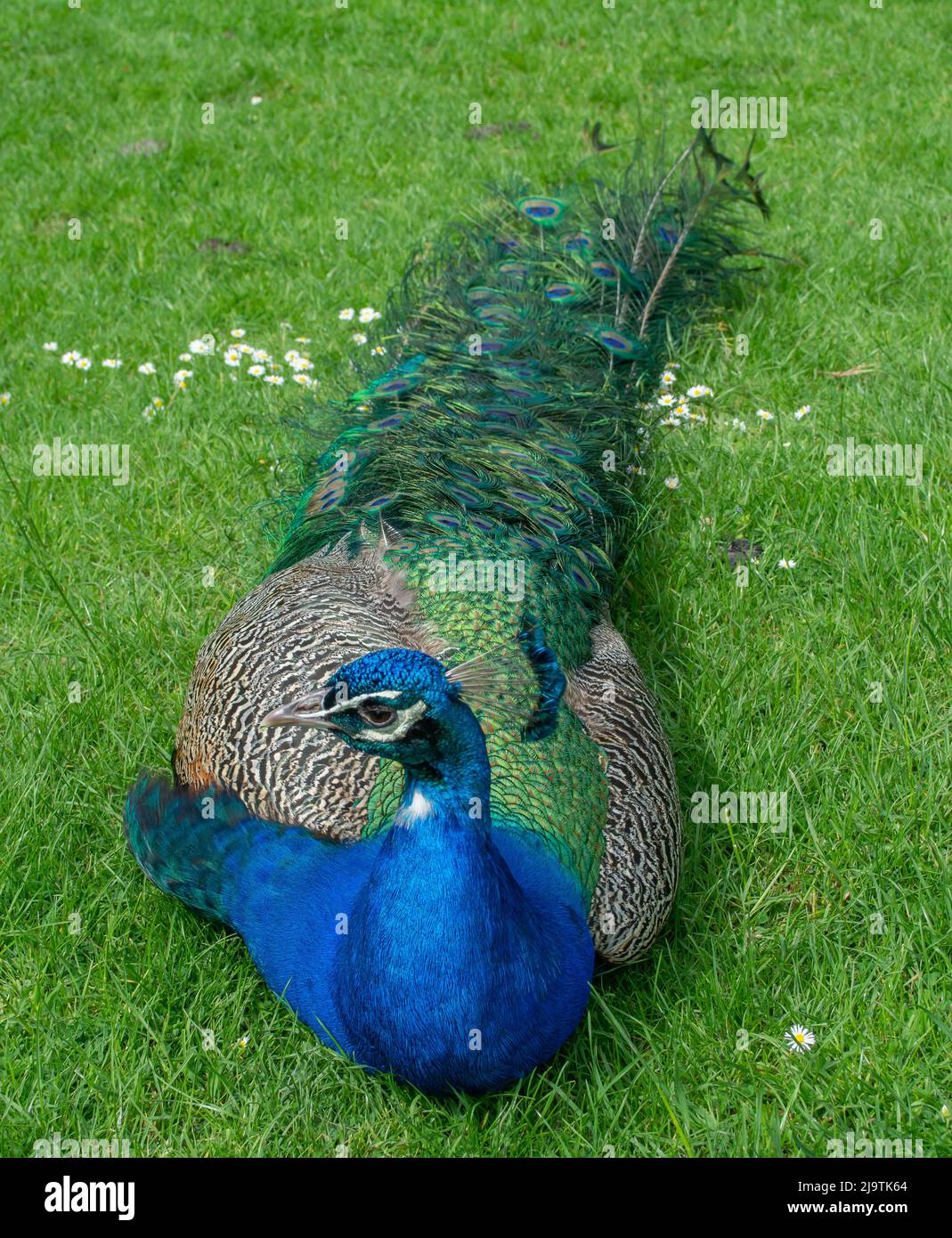 Castle resident bird hi-res stock photography and images - Alamy