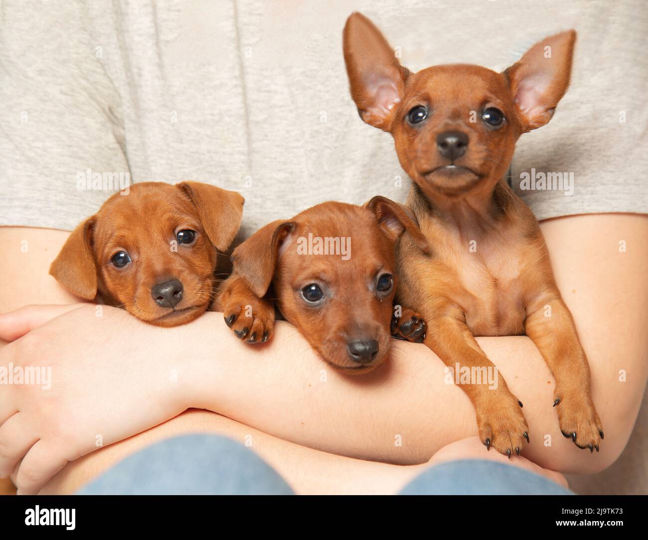 Three puppies from one brood in the hands of a girl. A pet under human ...