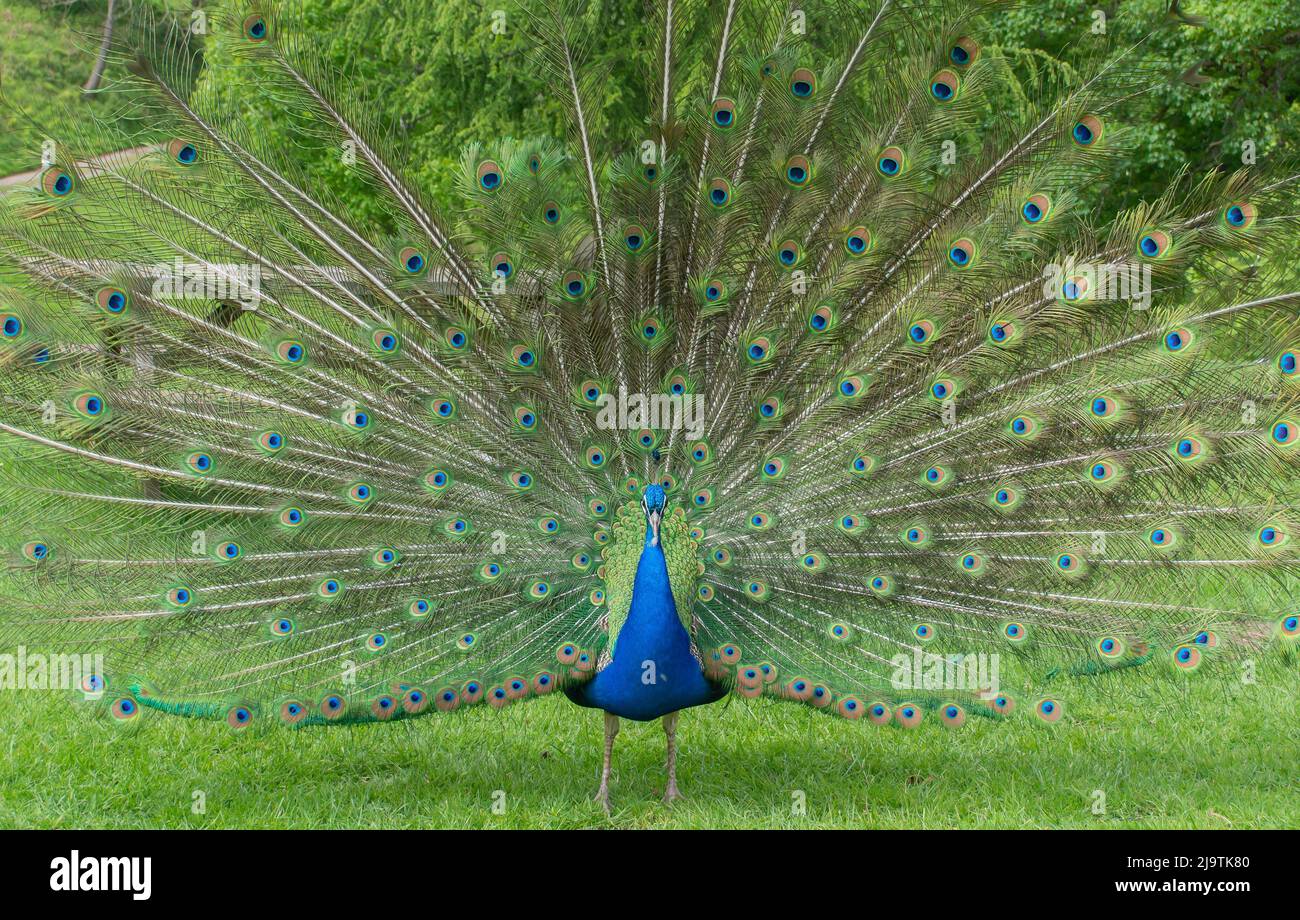 Castles peacocks hi-res stock photography and images - Alamy