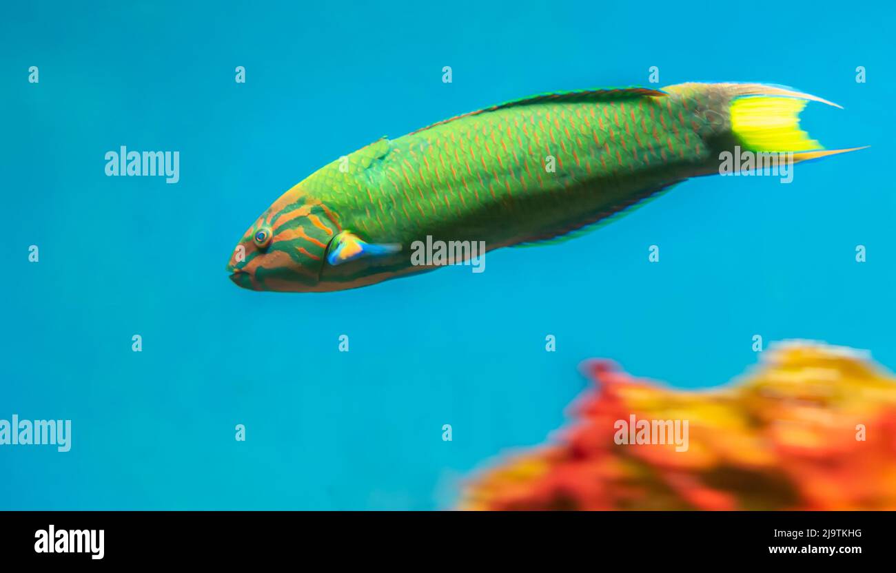Angel fish and snapper hi-res stock photography and images - Alamy