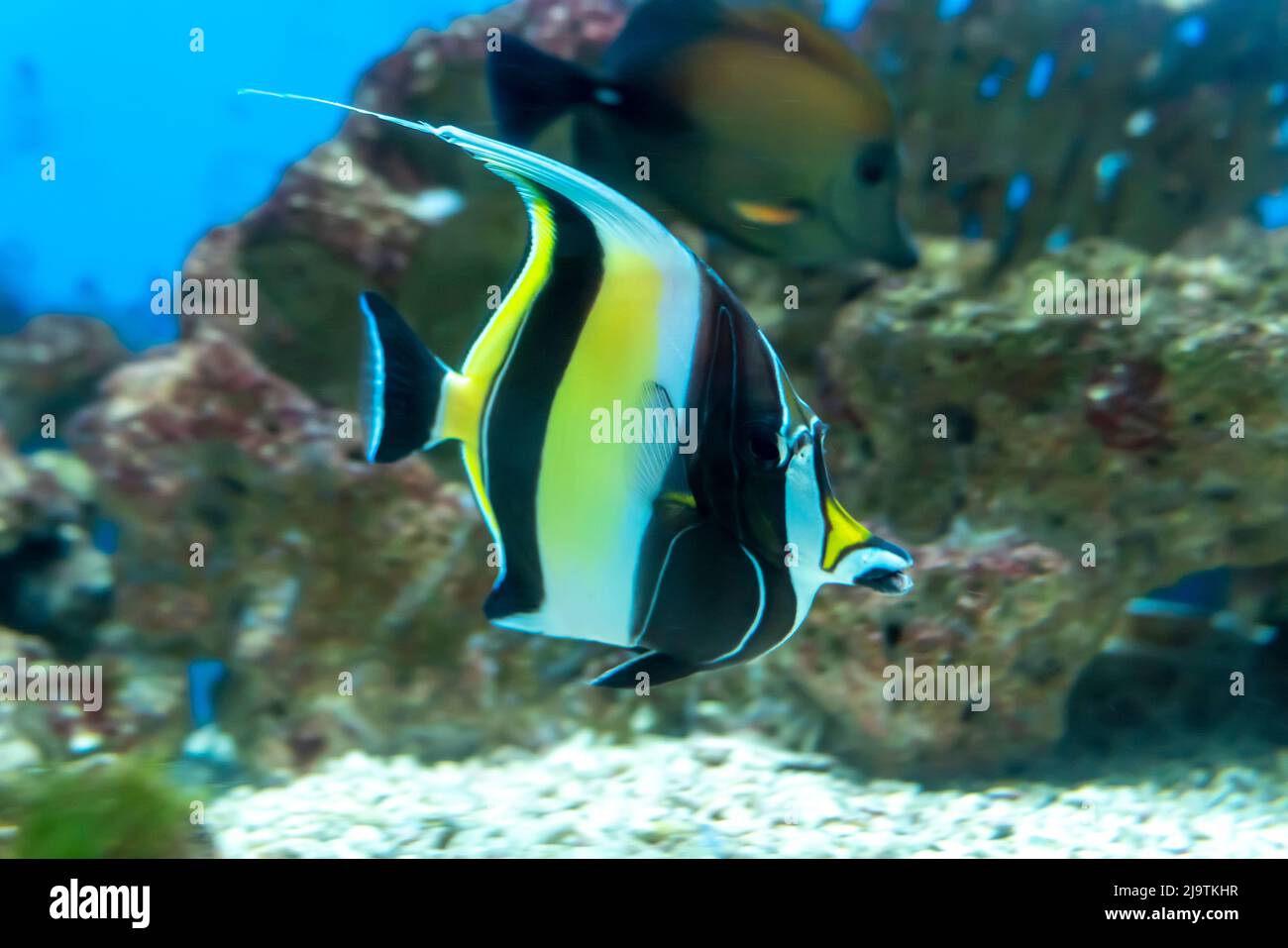 Angel fish long tail swimming in aquarium. This fish usually lives in ...