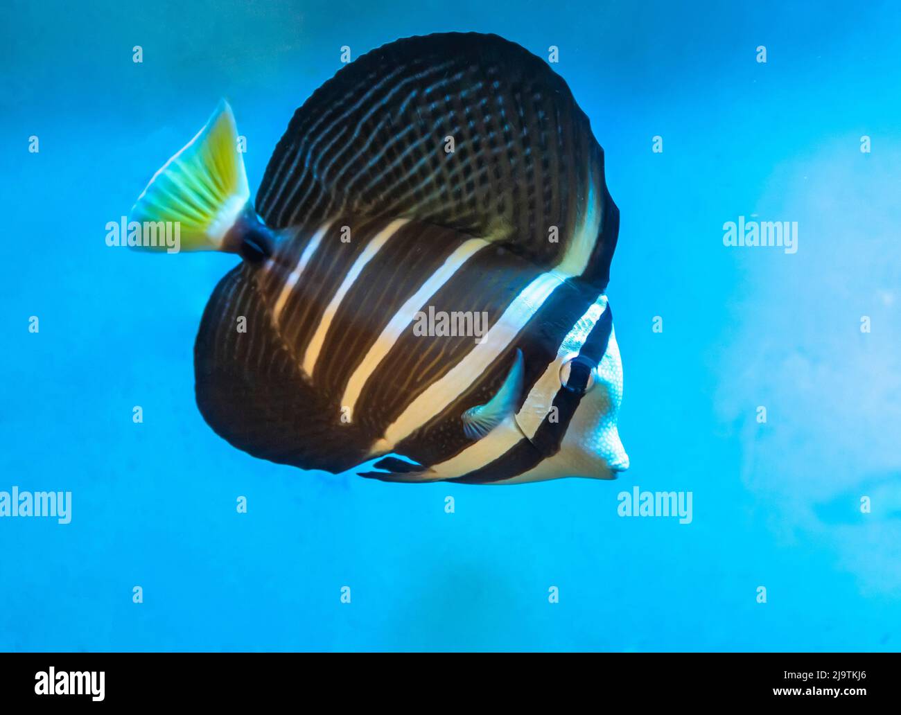 Angel fish long tail swimming in aquarium. This fish usually lives in ...