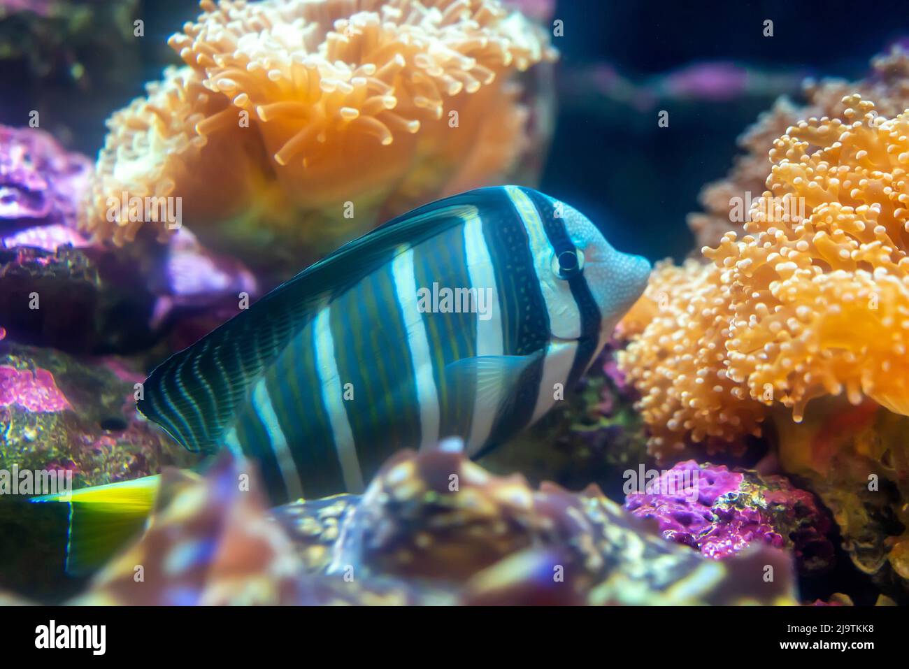 Angel fish and snapper hi-res stock photography and images - Alamy
