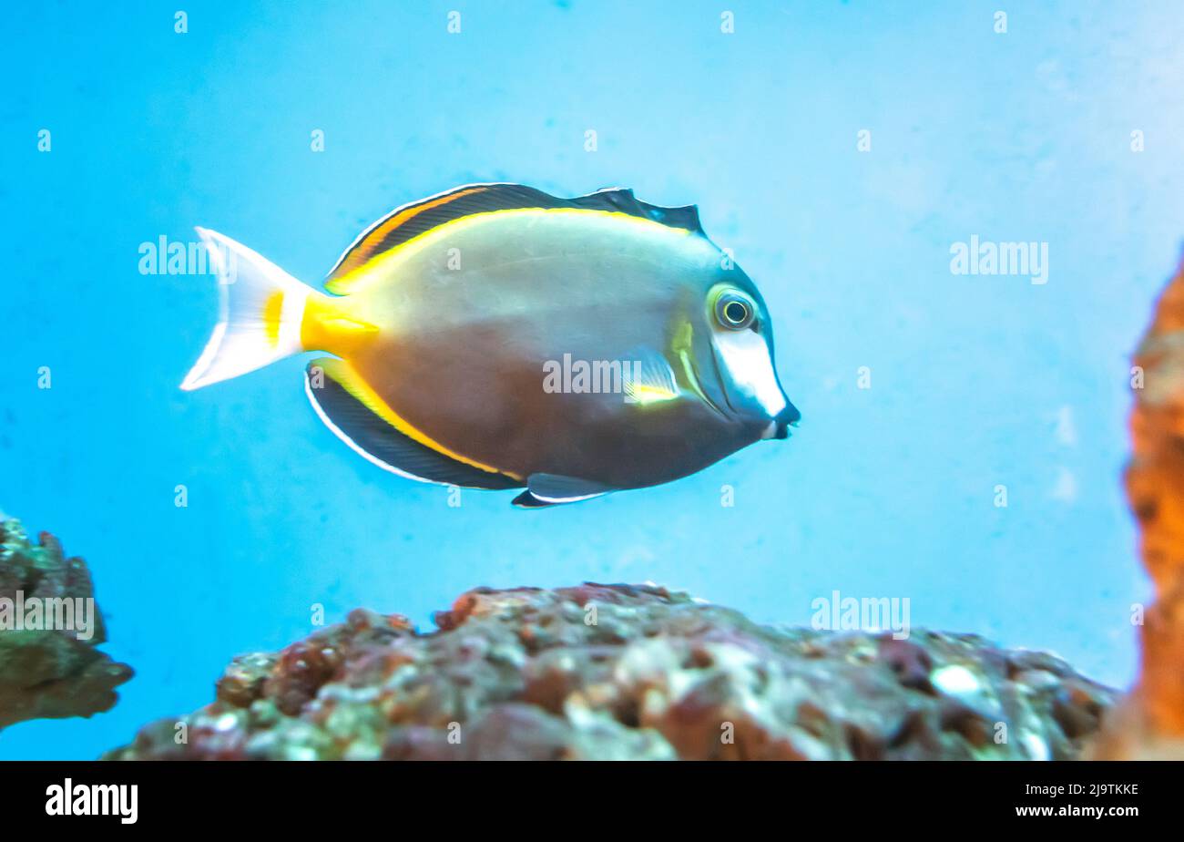Angel fish long tail swimming in aquarium. This fish usually lives in ...