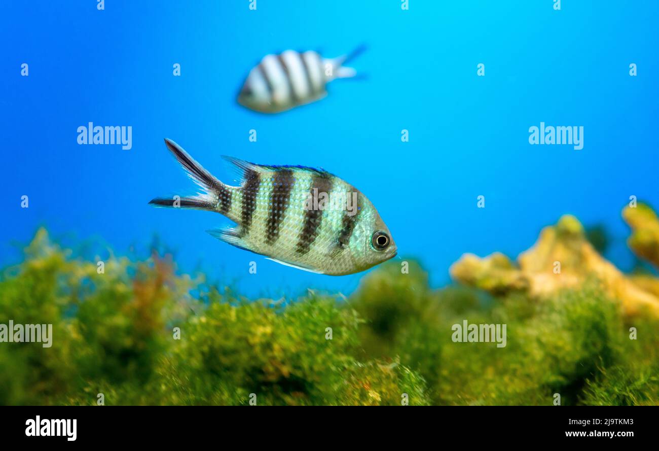 Angel fish long tail swimming in aquarium. This fish usually lives in ...