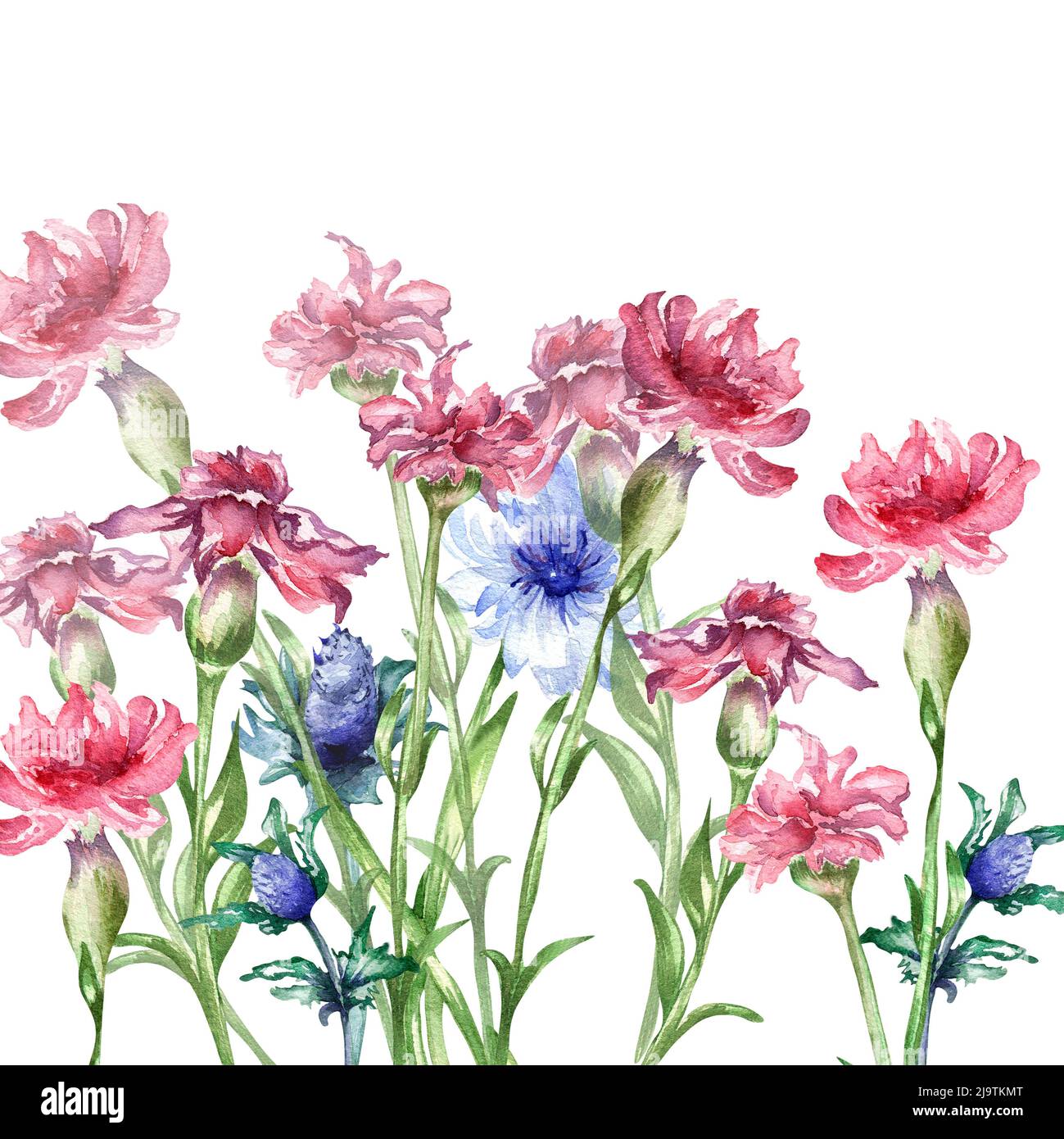 Countryside wildflowers Cut Out Stock Images & Pictures - Alamy