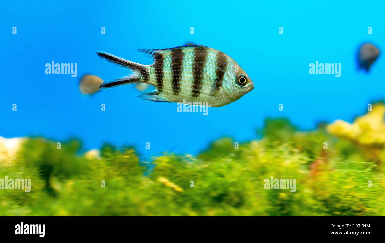 Angel fish long tail swimming in aquarium. This fish usually lives in ...