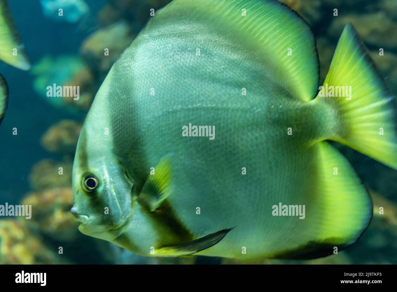 Angel fish long tail swimming in aquarium. This fish usually lives in ...