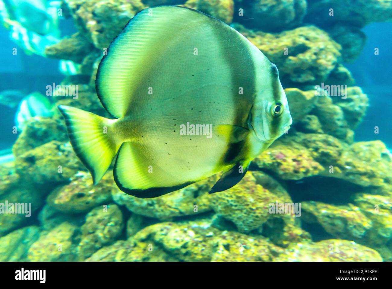 Angel fish long tail swimming in aquarium. This fish usually lives in ...