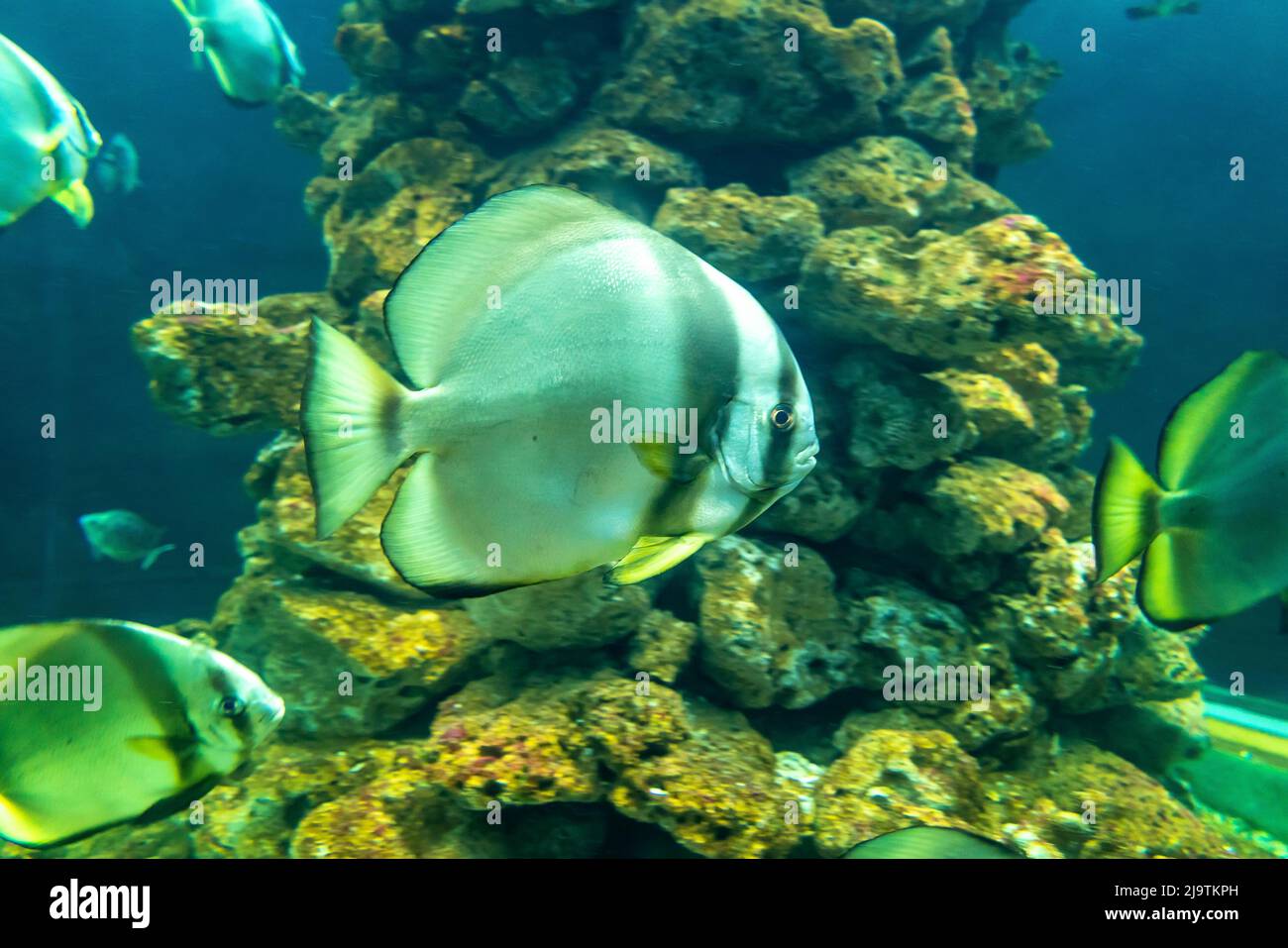 Angel fish long tail swimming in aquarium. This fish usually lives in ...