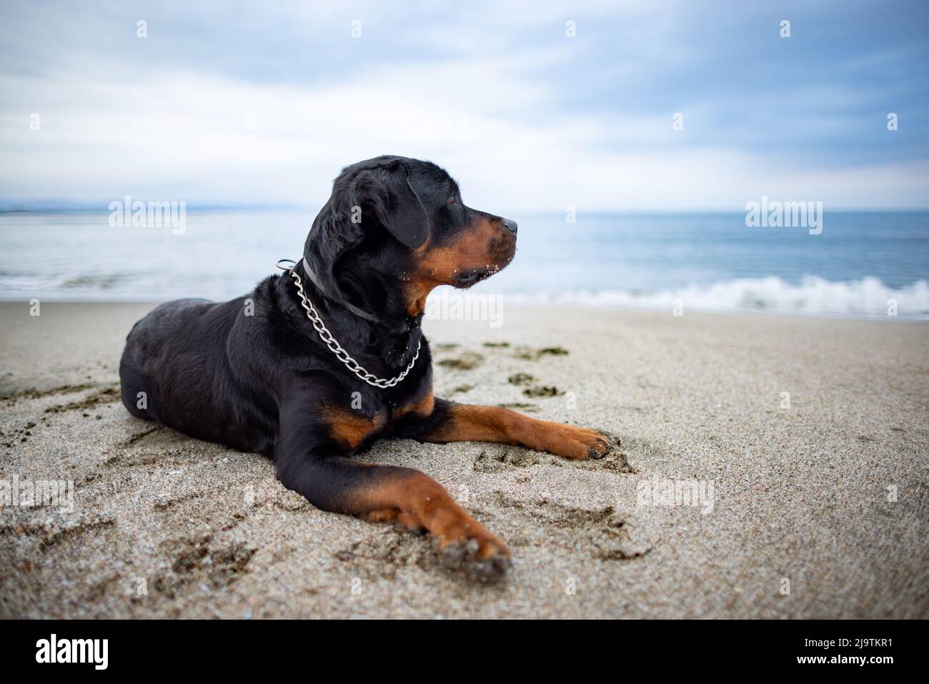 A sad beautiful attentive dog of the Rottweiler breed lies on a sandy ...