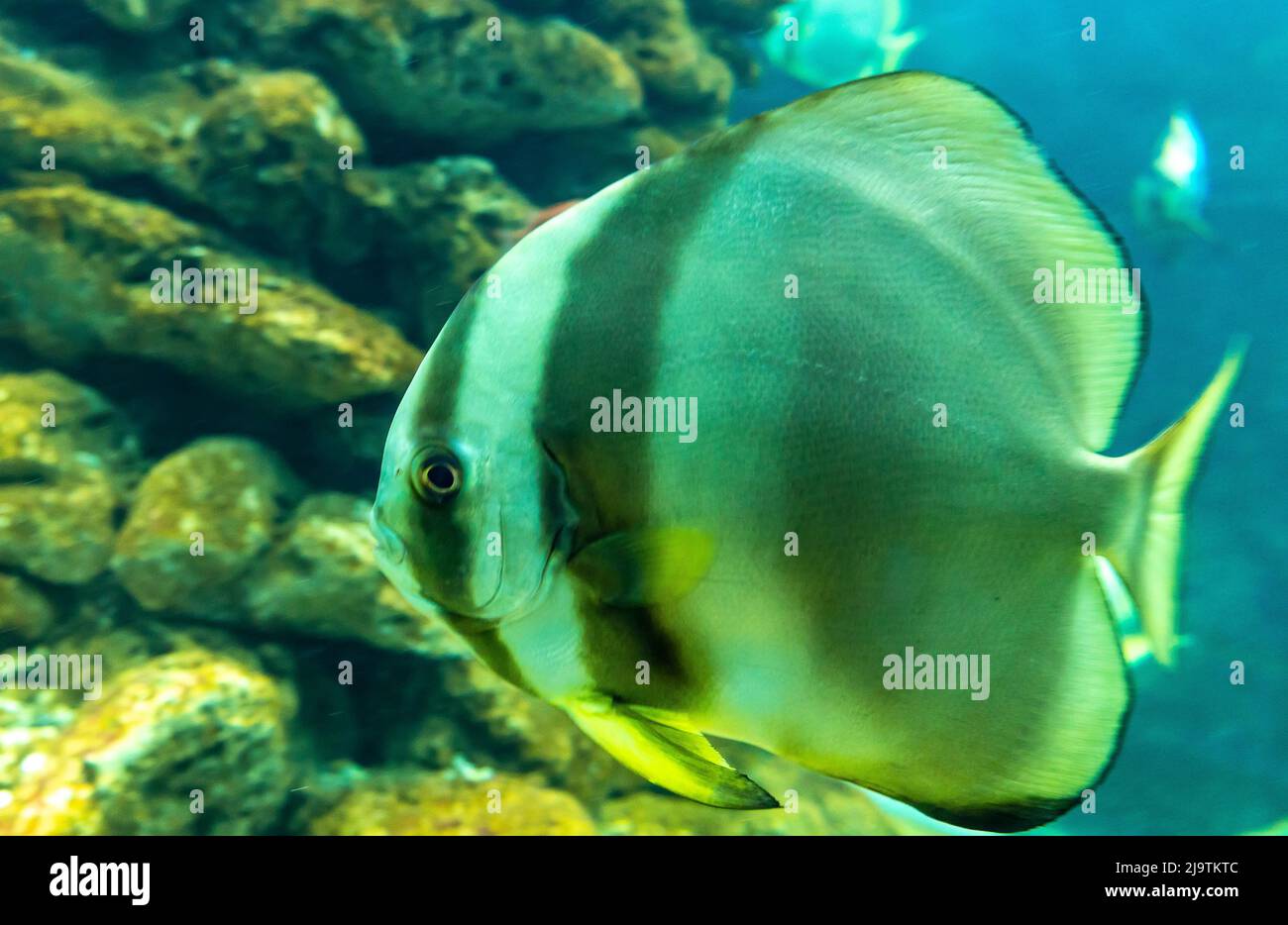 Angel fish long tail swimming in aquarium. This fish usually lives in ...