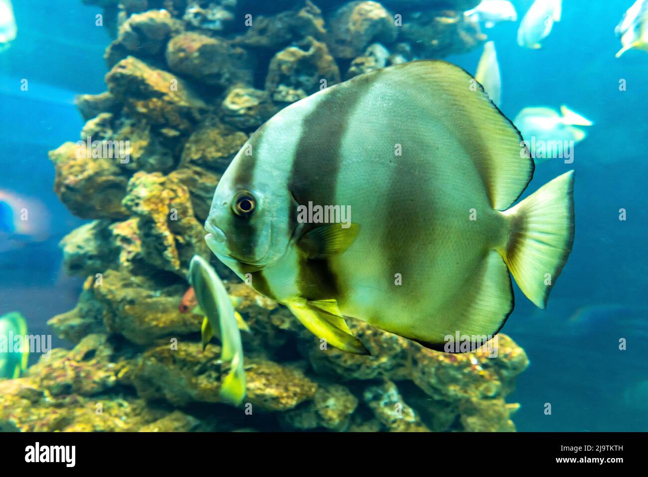 Angel fish long tail swimming in aquarium. This fish usually lives in ...