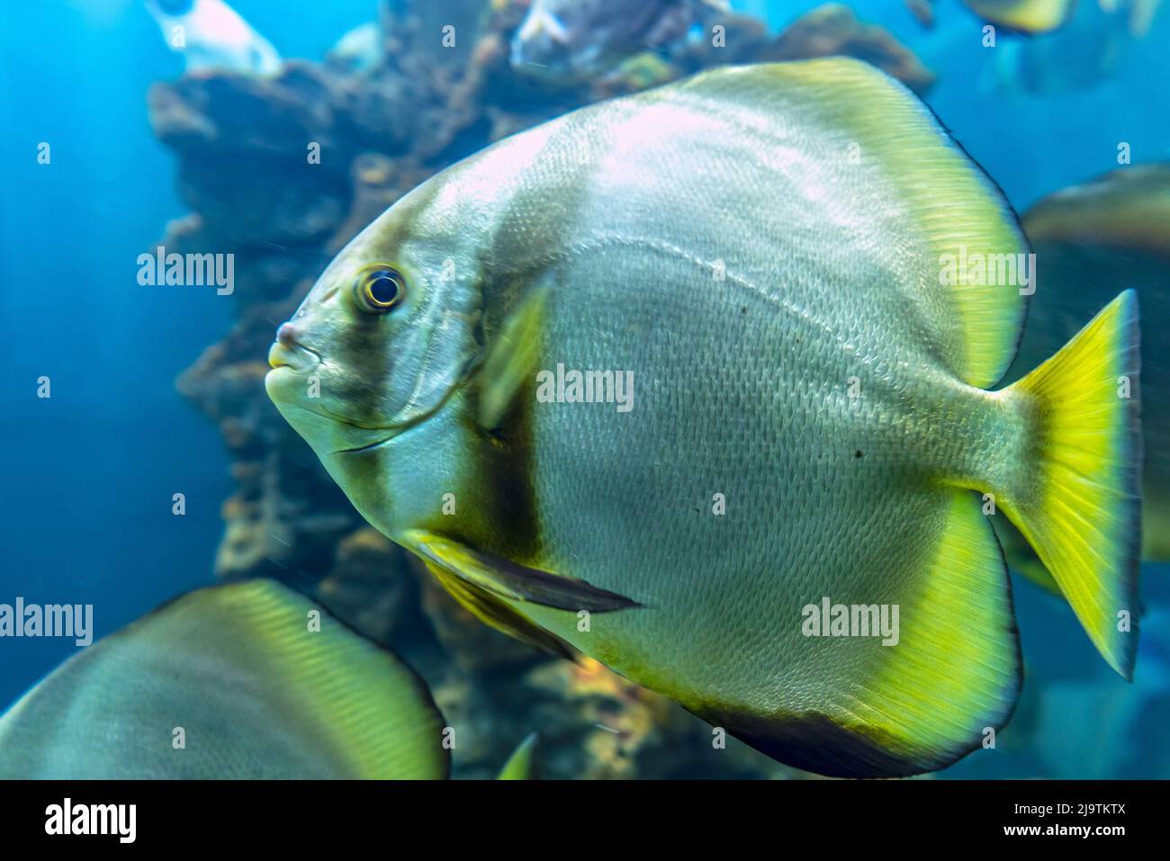 Angel fish long tail swimming in aquarium. This fish usually lives in ...
