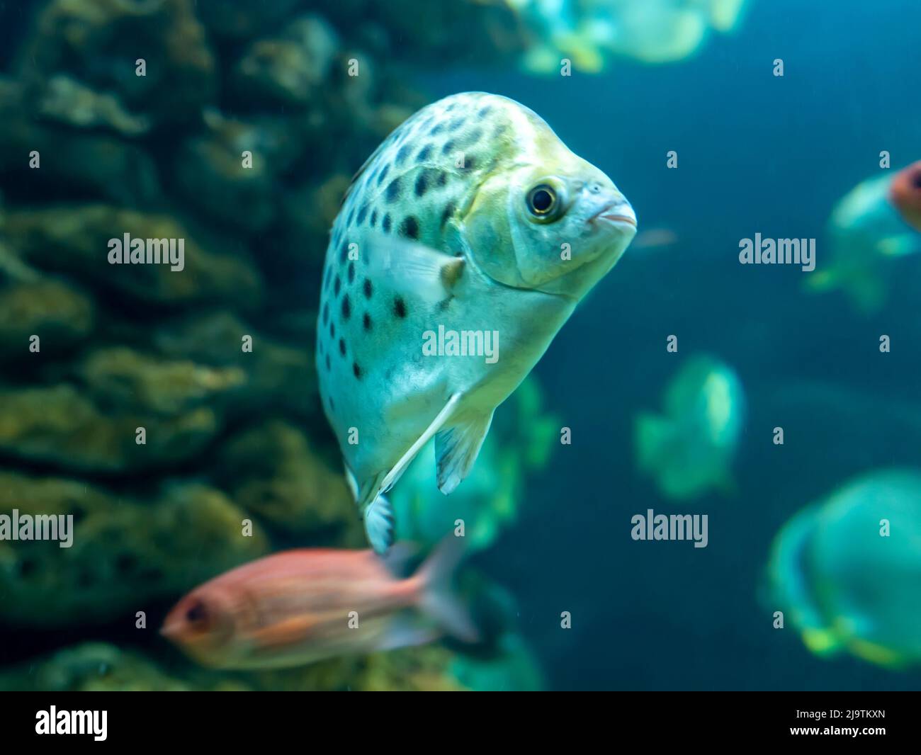 Fish of the spiny family Acanthuridae swimming in the aquarium. This is ...