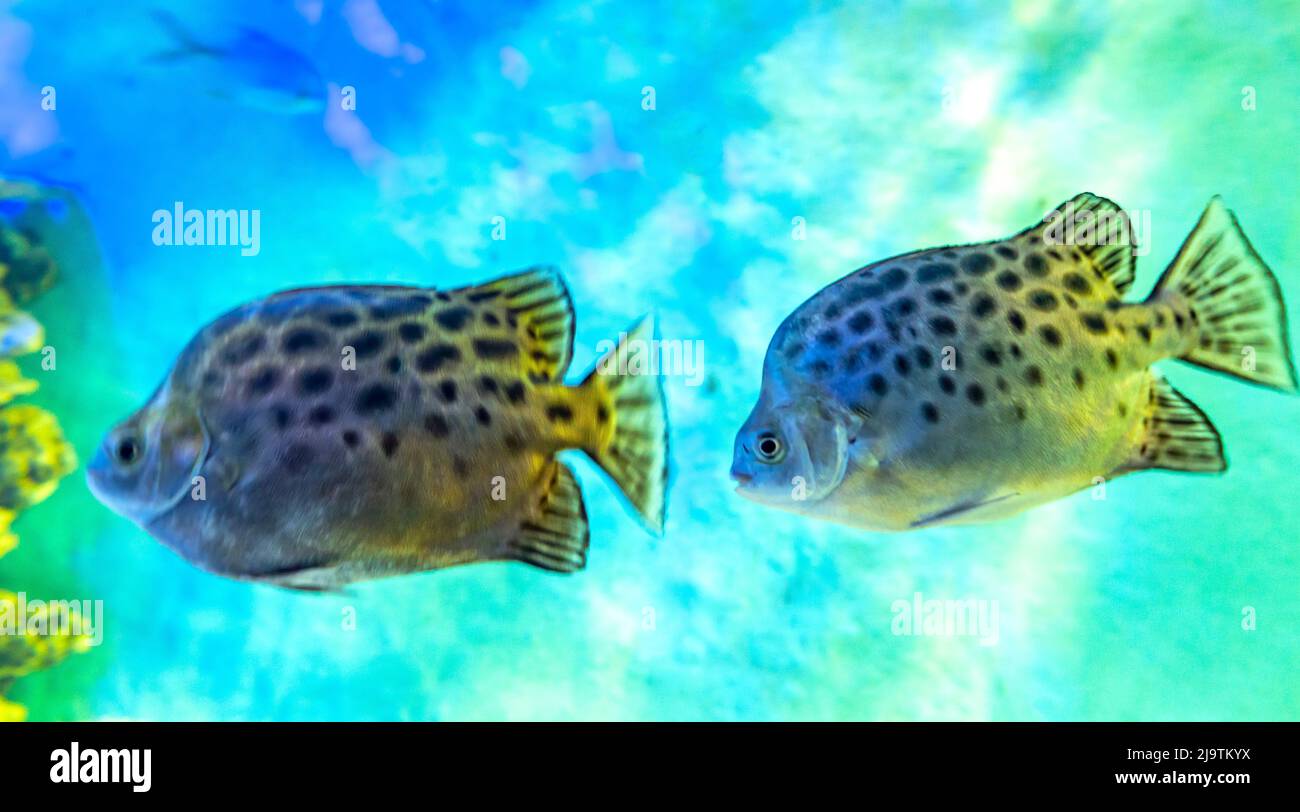 Pacific spiny jellyfish hi-res stock photography and images - Alamy