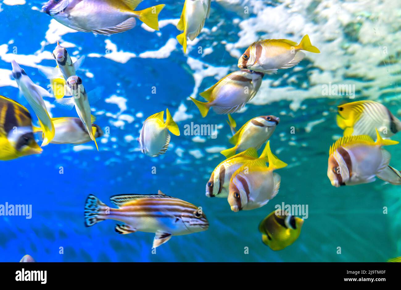 Fish of the spiny family Acanthuridae swimming in the aquarium. This is ...