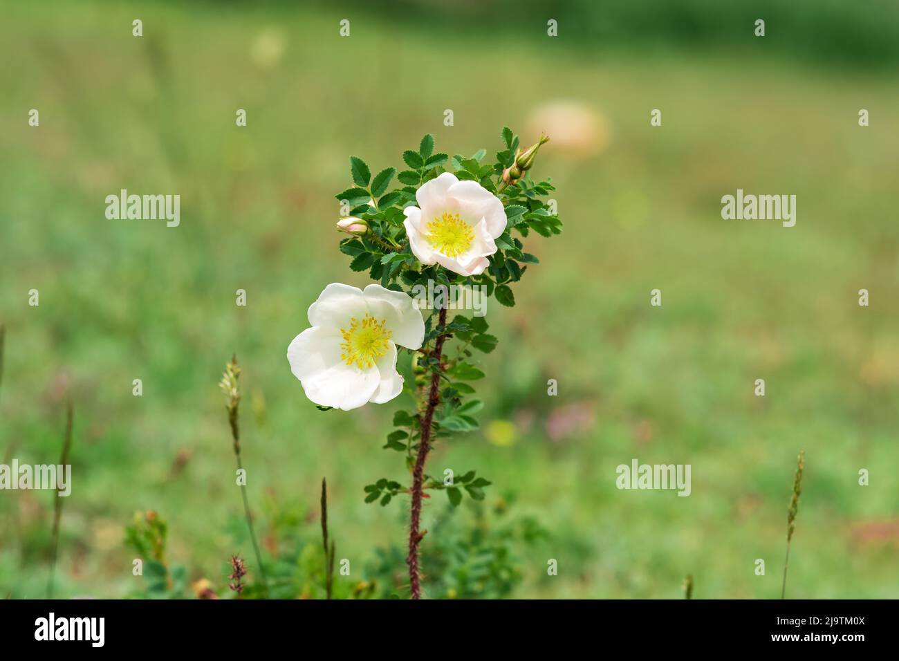Rosehip flowers hi-res stock photography and images - Alamy