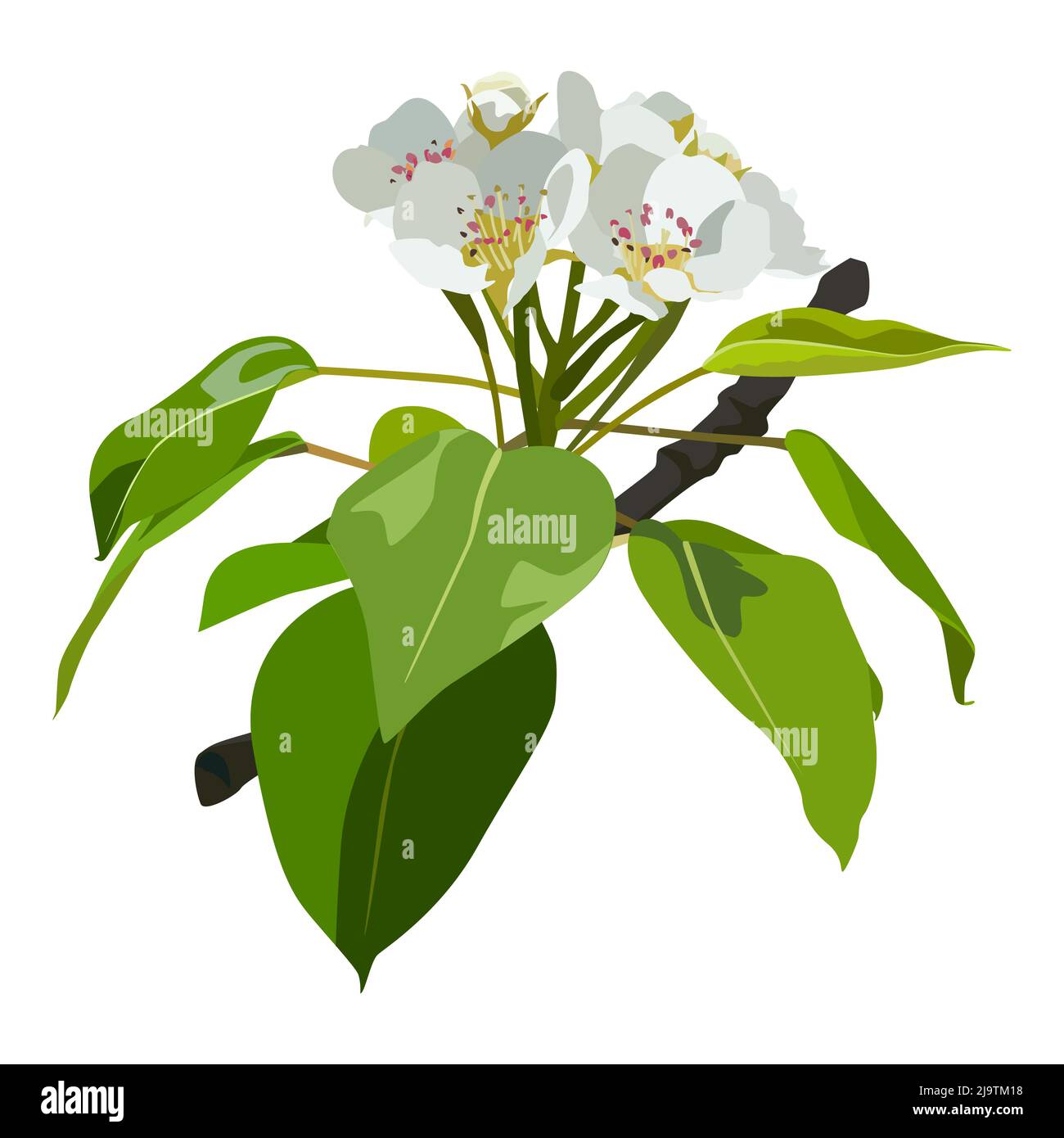 Pear blossom. Flowering pear tree branch, blooming spring nature ...