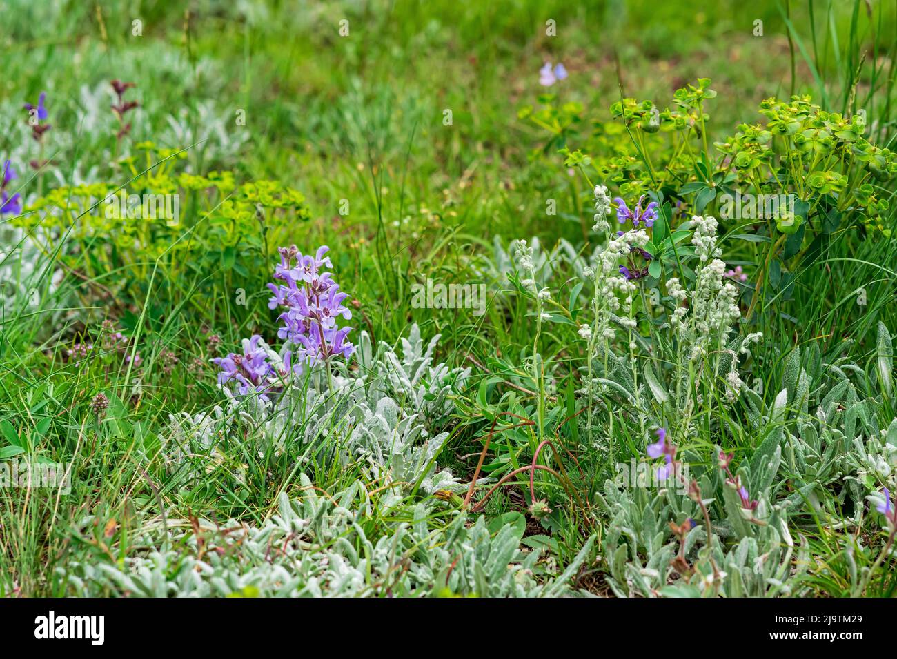 Forbs hi-res stock photography and images - Alamy