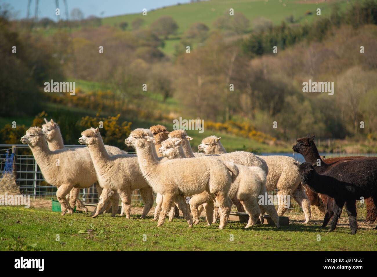 Flock of alpacas, Alpaca farm, Wales, UK Stock Photo - Alamy