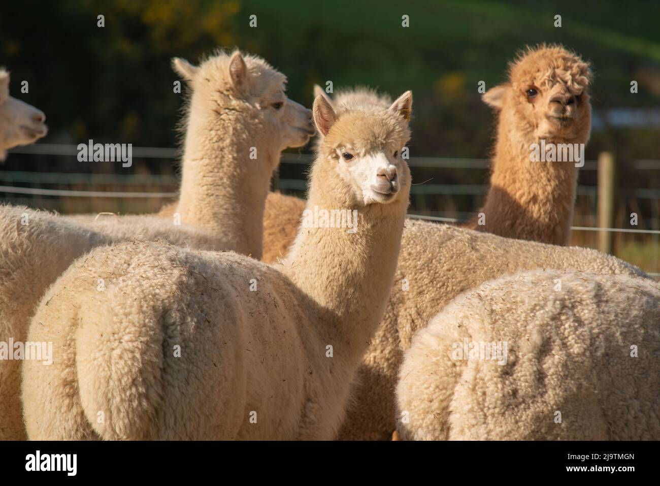 Flock of alpacas, Alpaca farm, Wales, UK Stock Photo - Alamy