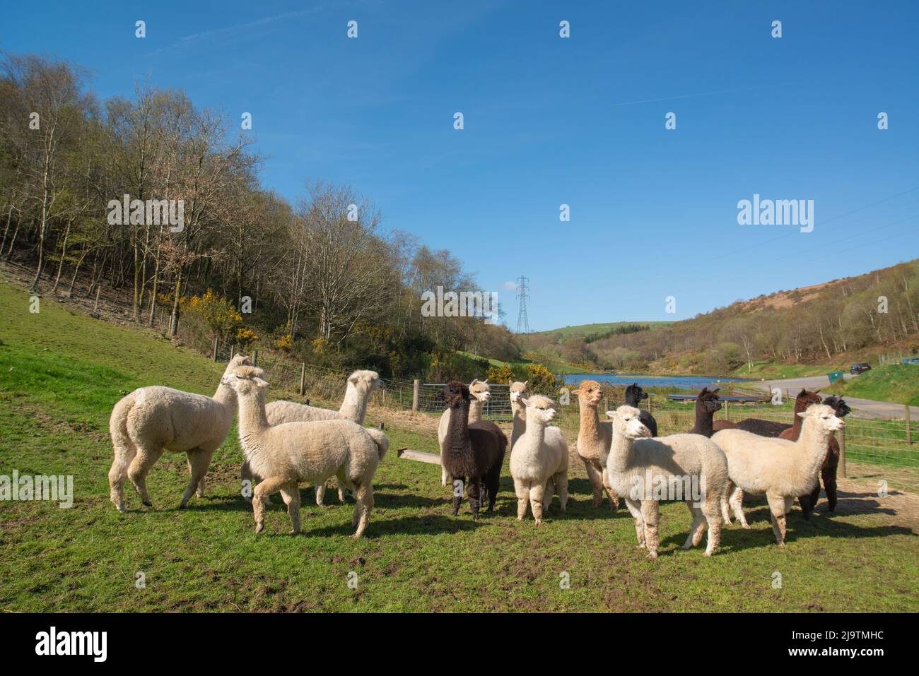 Flock of alpacas, Alpaca farm, Wales, UK Stock Photo - Alamy