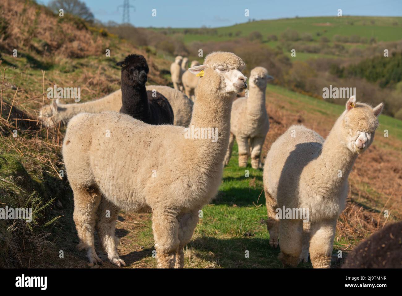 Alpaca farm hi-res stock photography and images - Alamy