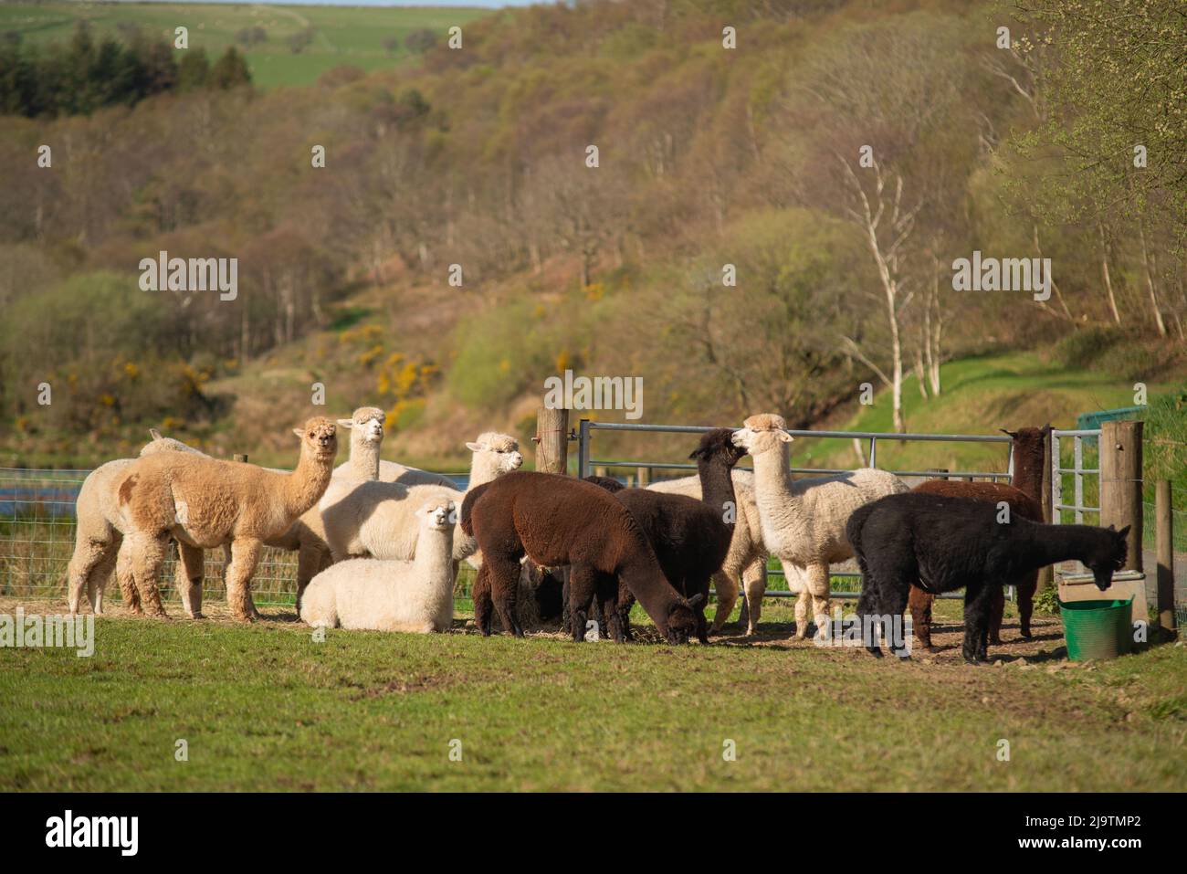 Flock of alpacas, Alpaca farm, Wales, UK Stock Photo - Alamy