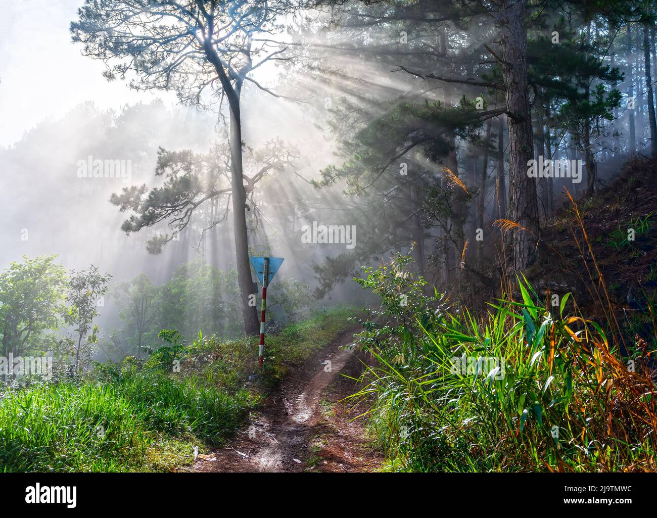 The morning pine forest with sunlight breaking through the mists is so ...