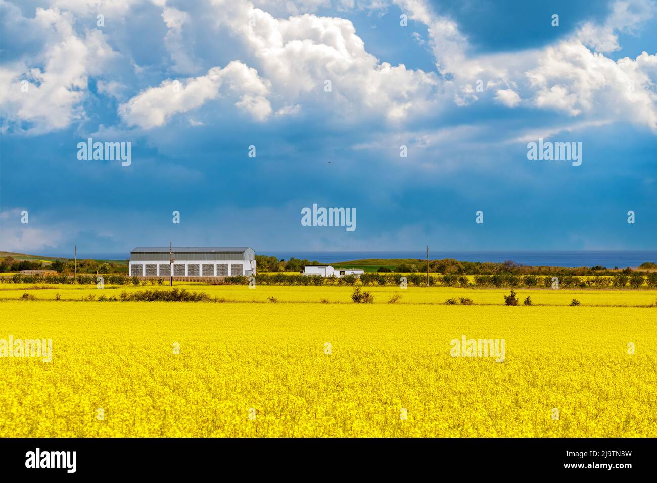 Bright large flowering fields with yellow spring small plant in ...