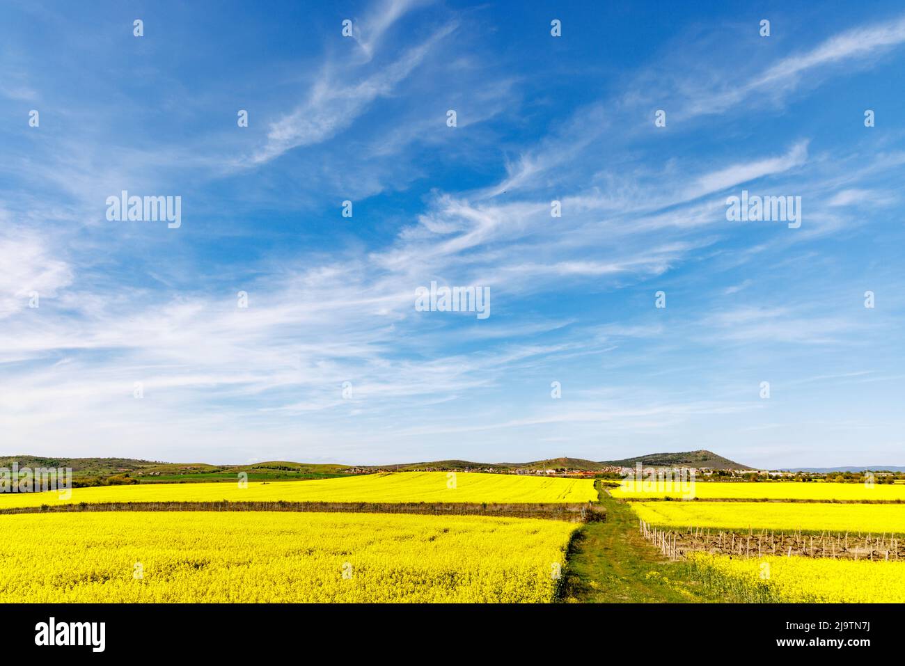 Large spring flowering meadows with bright yellow small plants in a ...