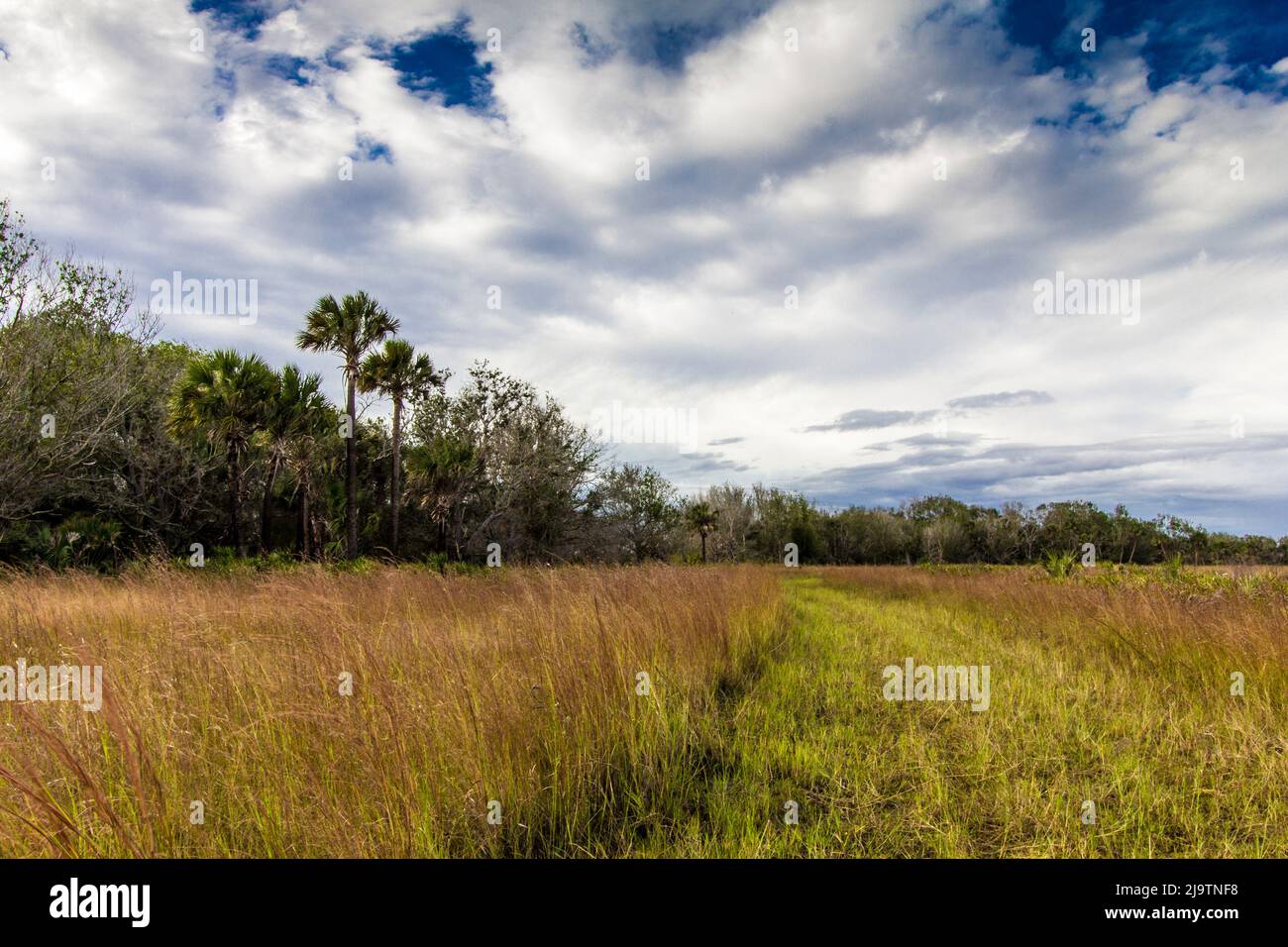 Kissimmee Prairie Preserve State Park, Florida Stock Photo - Alamy