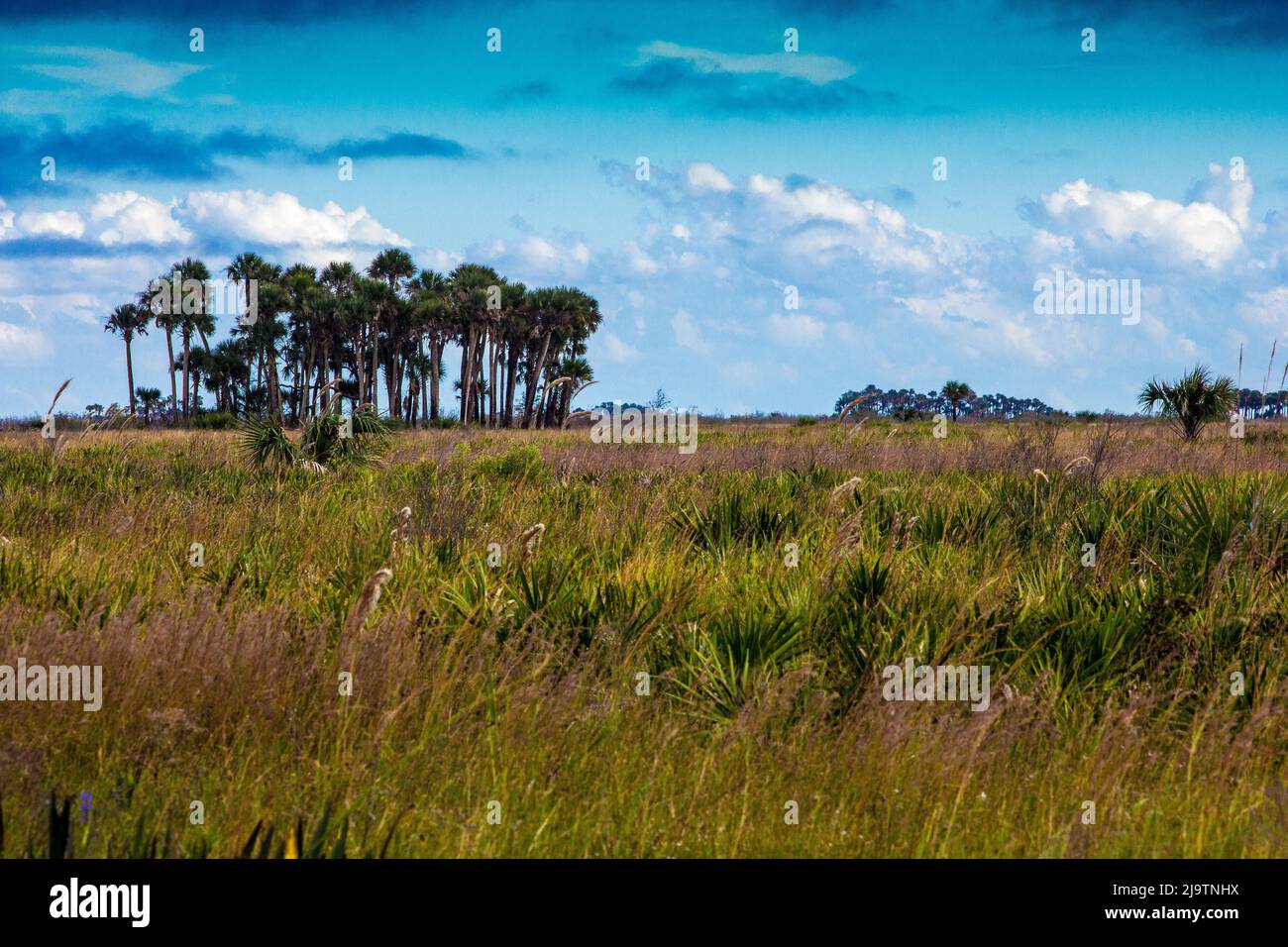 Kissimmee Prairie Preserve State Park, Florida Stock Photo - Alamy